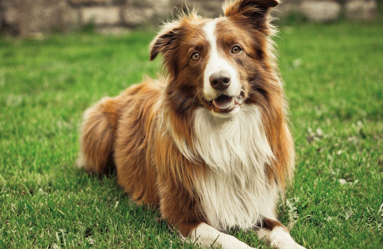 Car Brands That Start With K: A Comprehensive Guide to Automotive Excellence