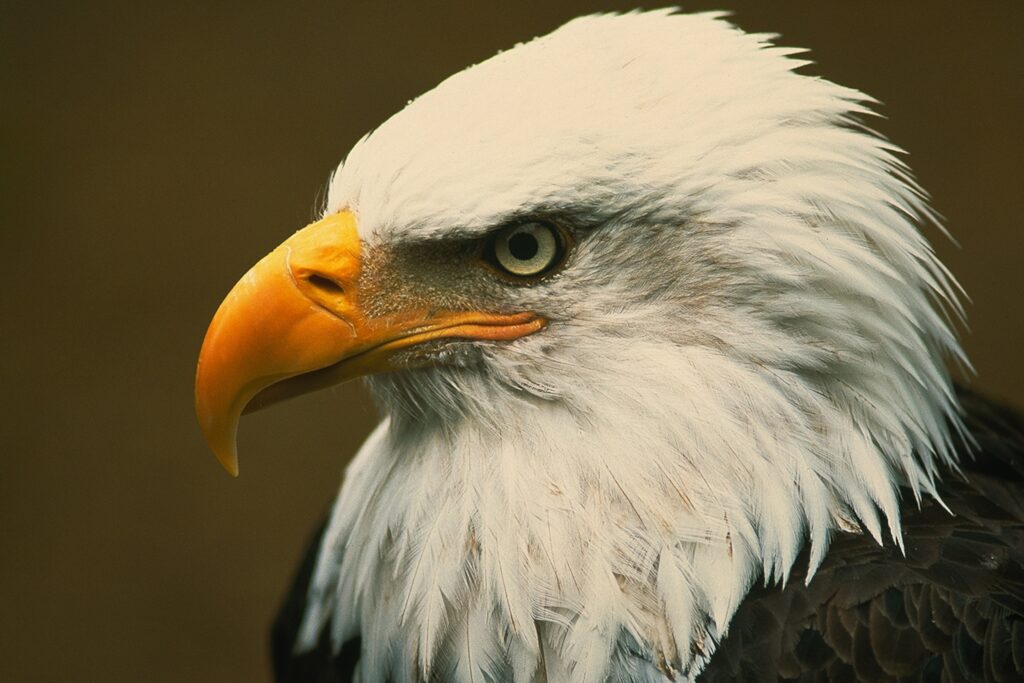 Eagle Car Brand: A Deep Dive into Chrysler's Short-Lived Experiment